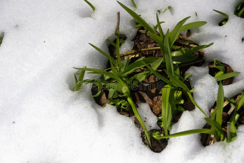 Small Patch of Green Grass Peaking Out of White Melting Snow in ...