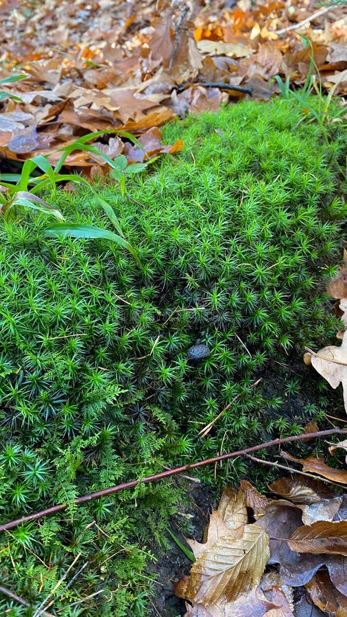 A Small Patch of Green Moss on the Ground in the Woods Stock Photo ...