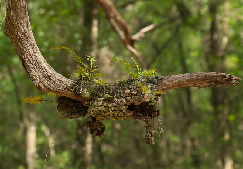 A Small Patch of Resurrection Fern Still on a Dead Oak Tree Stock Image ...
