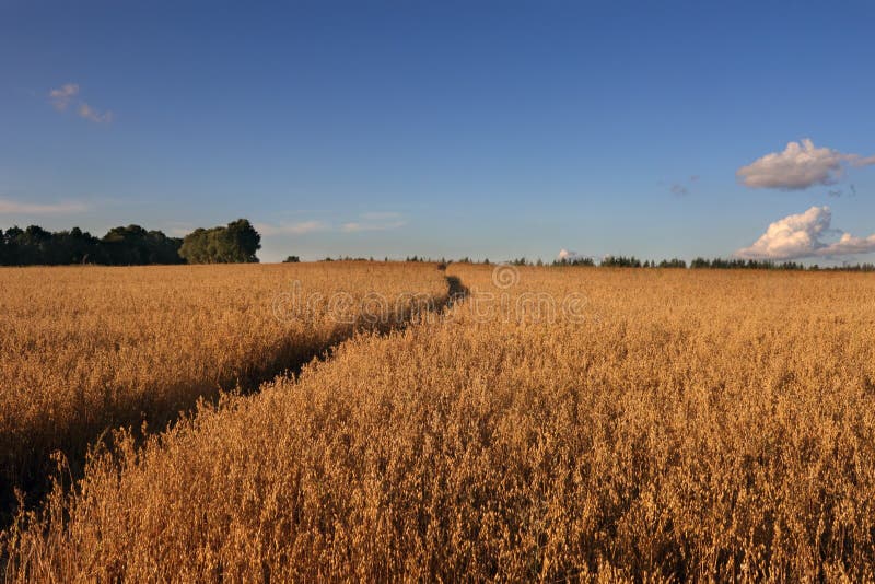 Small Path Across the Field Diagonal Stock Image - Image of rural ...