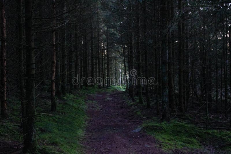 Small Path in a Dense Forest Stock Photo - Image of direction, trail ...