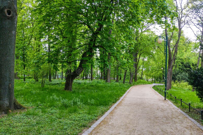 A Small Path for Exploring the Park, Green Trees, Natural Background ...