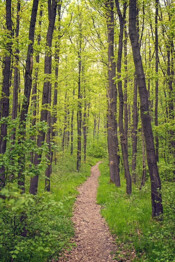 Small path in the forest stock photo. Image of morning - 54584926