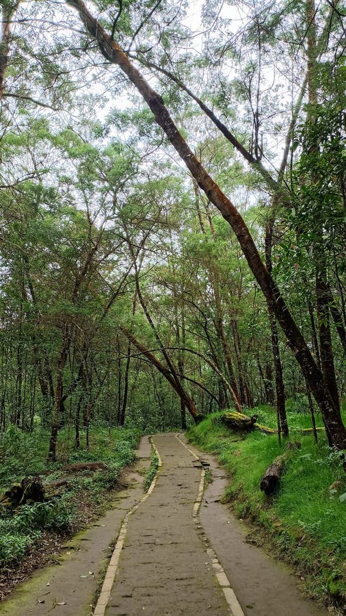 Small Path in the Forest with Tall Trees Stock Photo - Image of journey ...