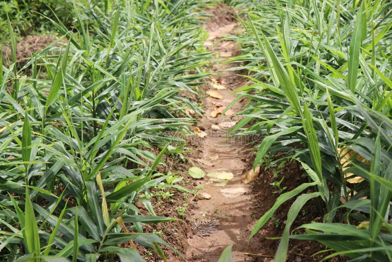 Small Path between Ginger Growing Beds, Rows of Ginger Plantation Stock ...