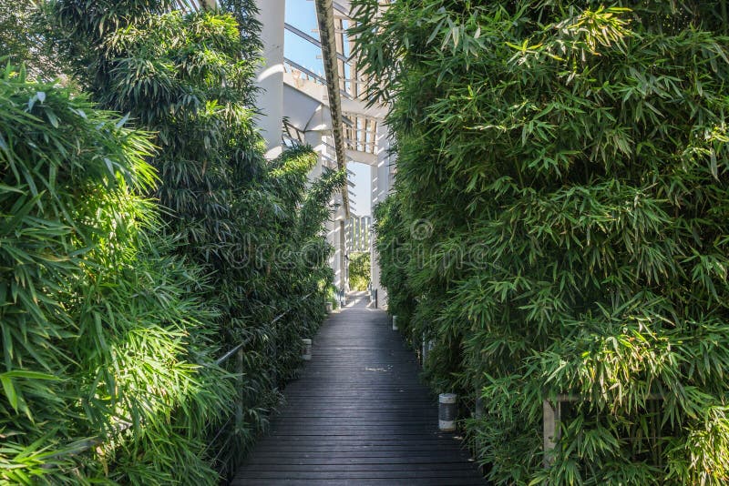 Small Path with Green Bamboo Trees Stock Photo - Image of bushes, grass ...