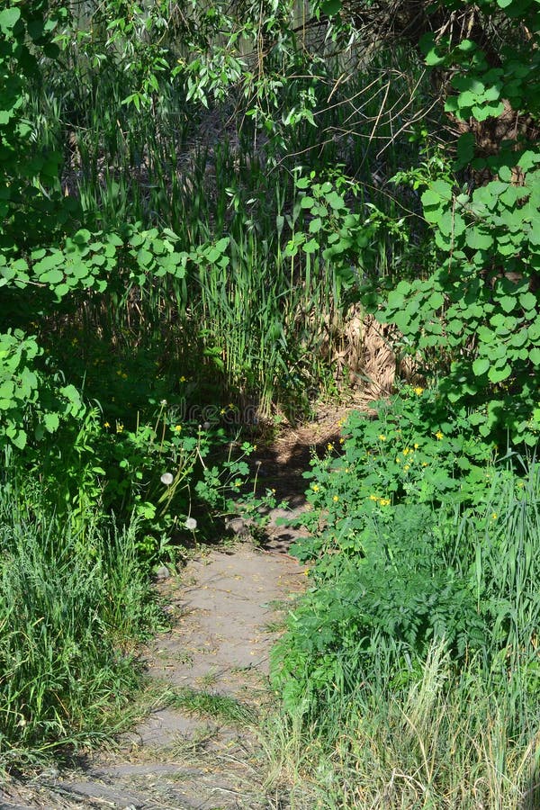 A Small Path into a Green and Dense Forest Stock Image - Image of grass ...
