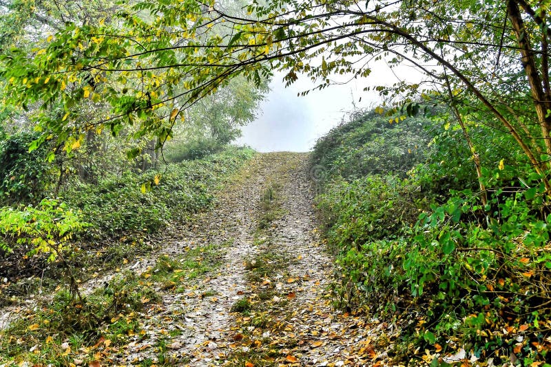 Small Path in the Green Forest during the Daytime Stock Image - Image ...