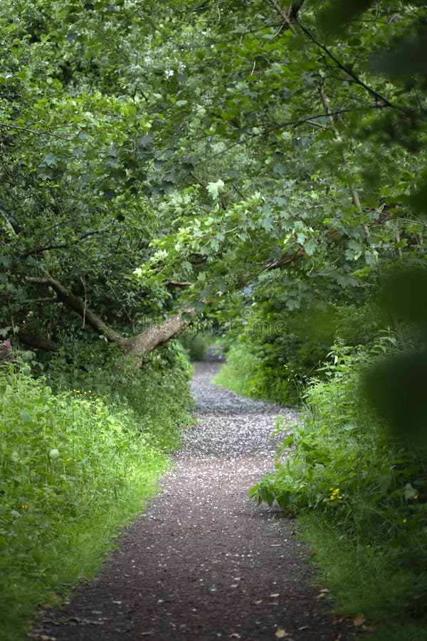 Small Path in a Green Forest Near Ghent Stock Image - Image of tree ...