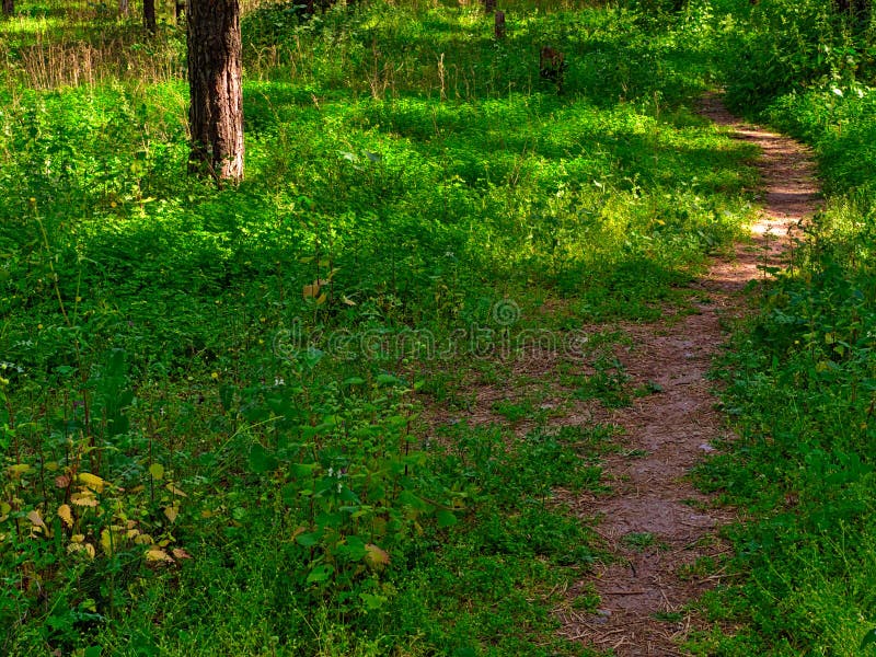 Small path inside a park stock image. Image of copy - 148016089