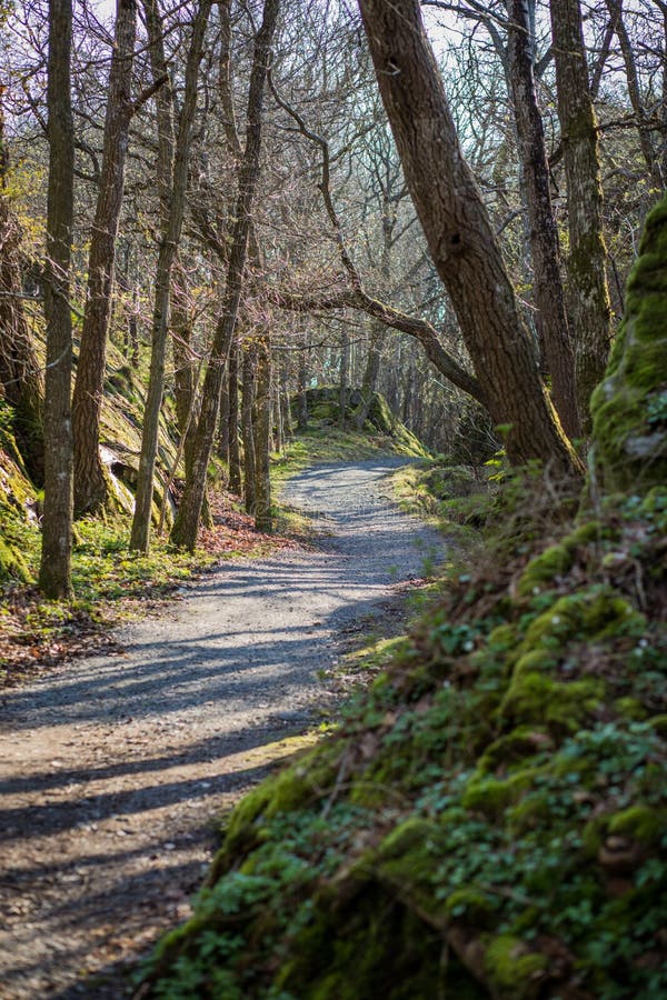 Small Path In The Middle Of Rice Field Stock Photo - Image of soil ...
