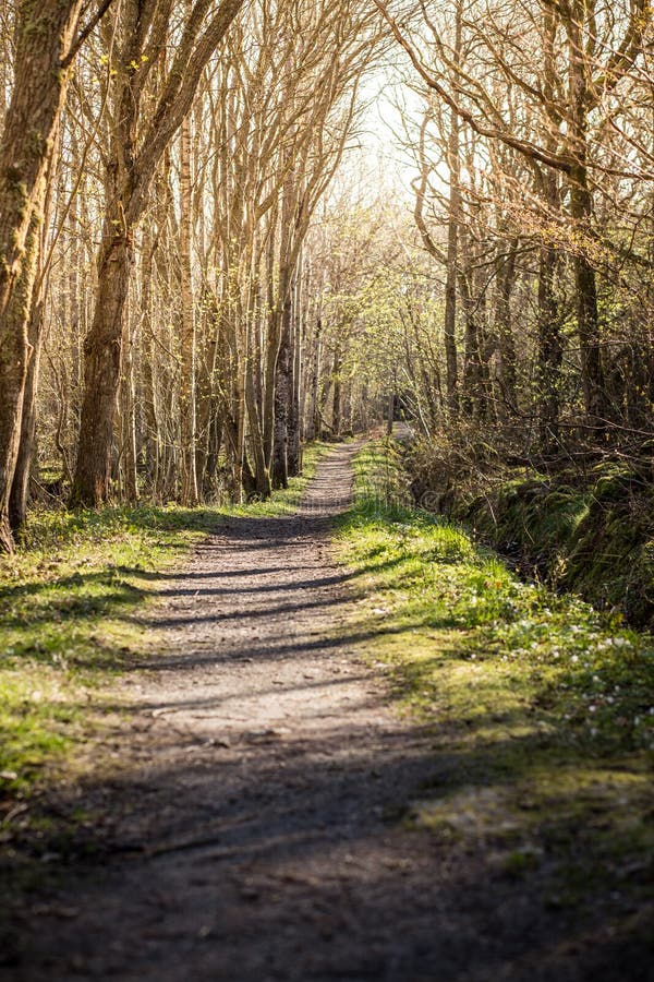 The small path stock image. Image of sunny, landscape - 42598639