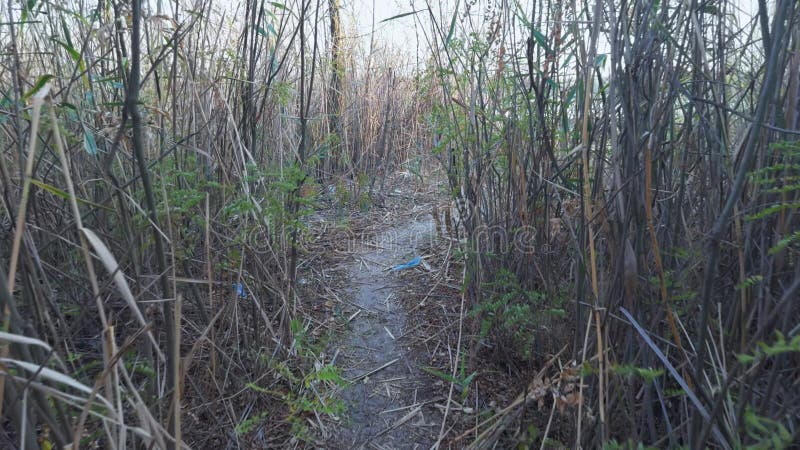 Small Path through Lush Reed Thickets. Stock Video - Video of footpath ...