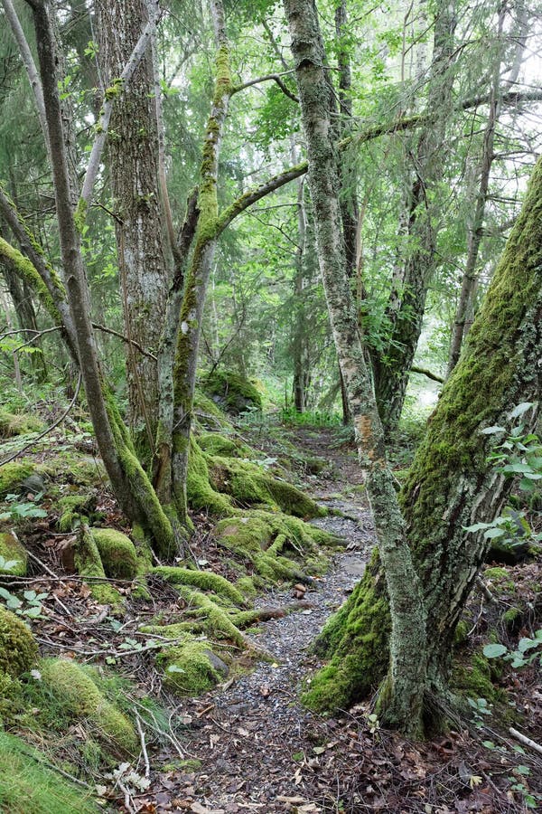 Small Path Made for Walking in the Forest, a Lot of Green Moss on the ...