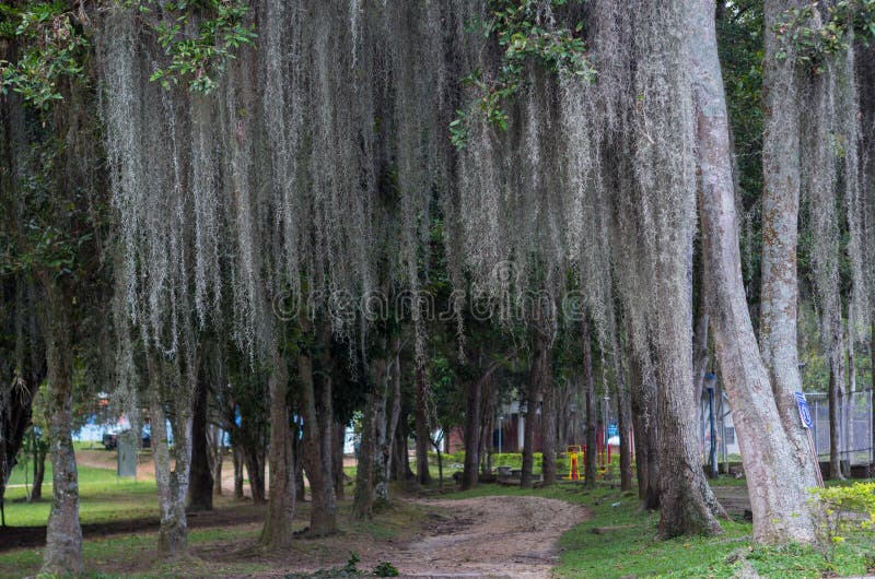 Small Path in the Middle of the Forest with Dark Cobweb Stock Photo ...