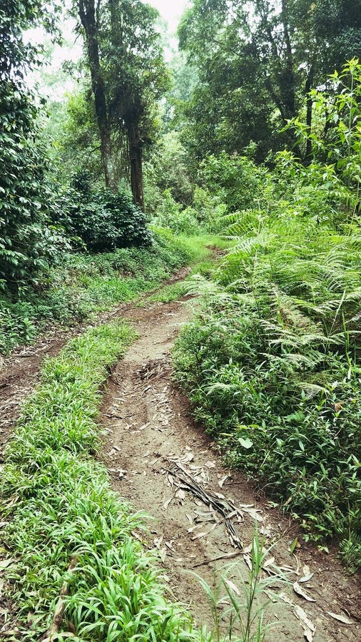 Small Path in the Middle of the Forest while Tracking Stock Photo ...