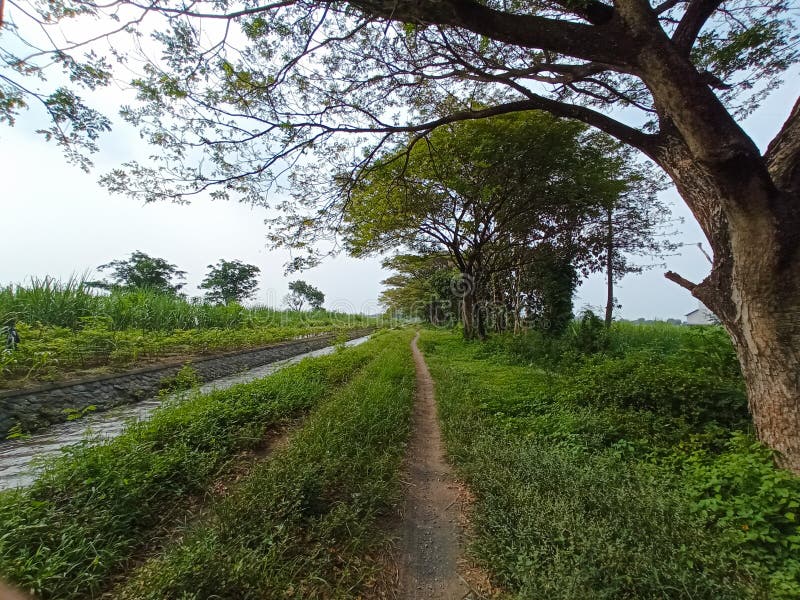 Small Path in the Middle of Rice Field Stock Photo - Image of soil ...