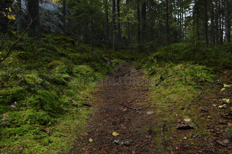 Small path in moss Forest stock image. Image of tree - 128666161