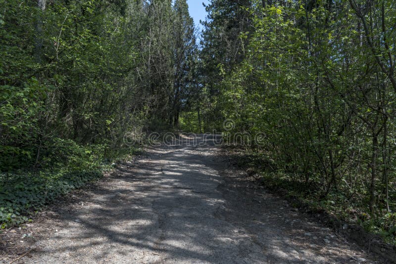 A Small Path in the Park between the Tall Trees Stock Image - Image of ...