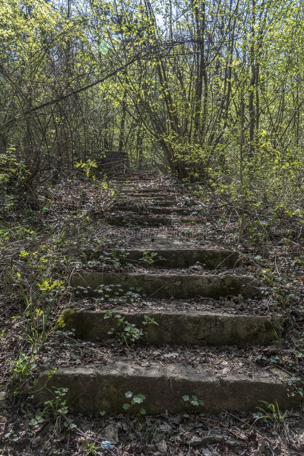 A Small Path in the Park between the Tall Trees Stock Image - Image of ...