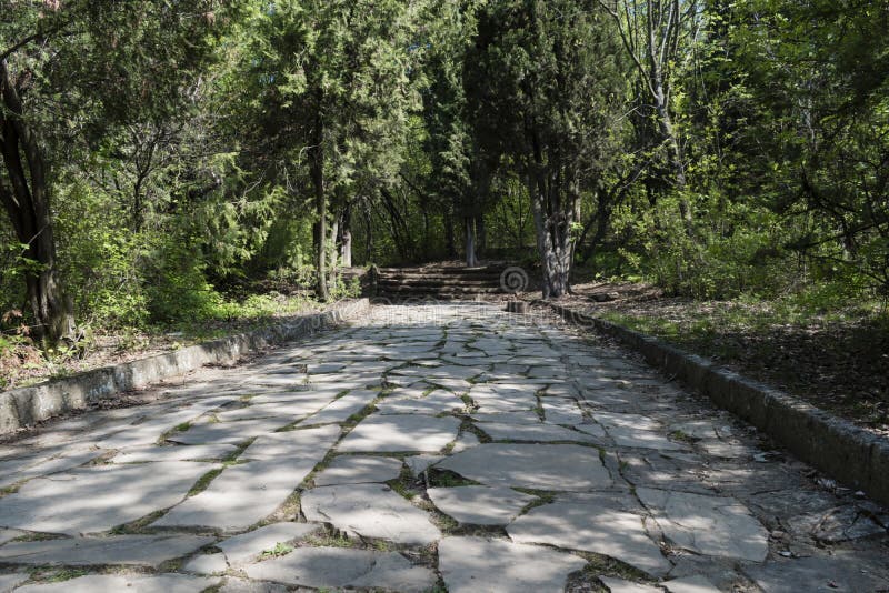 A Small Path in the Park between the Tall Trees Stock Photo - Image of ...