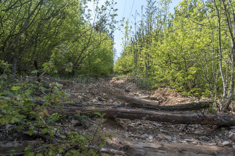A Small Path in the Park between the Tall Trees Stock Photo - Image of ...