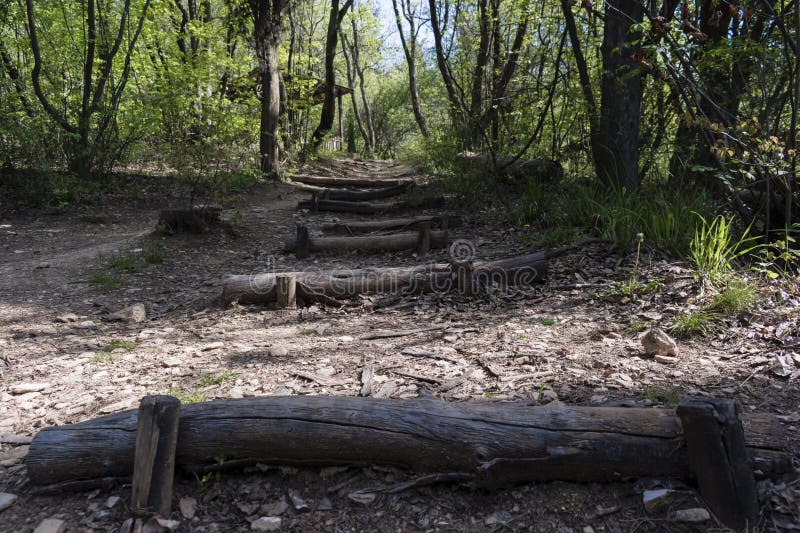 A Small Path in the Park between the Tall Trees Stock Photo - Image of ...
