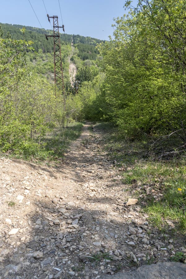 A Small Path in the Park between the Tall Trees Stock Photo - Image of ...