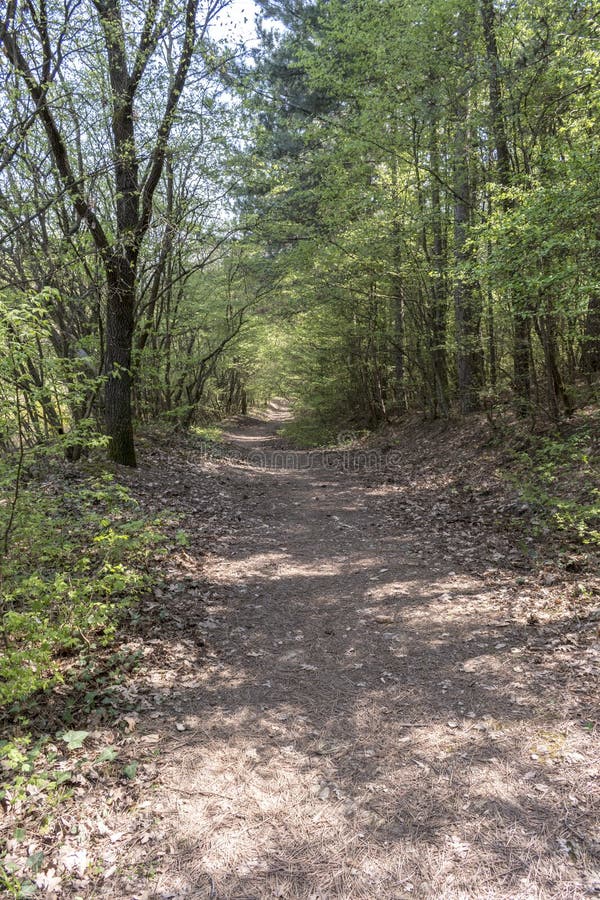 A Small Path in the Park between the Tall Trees Stock Image - Image of ...