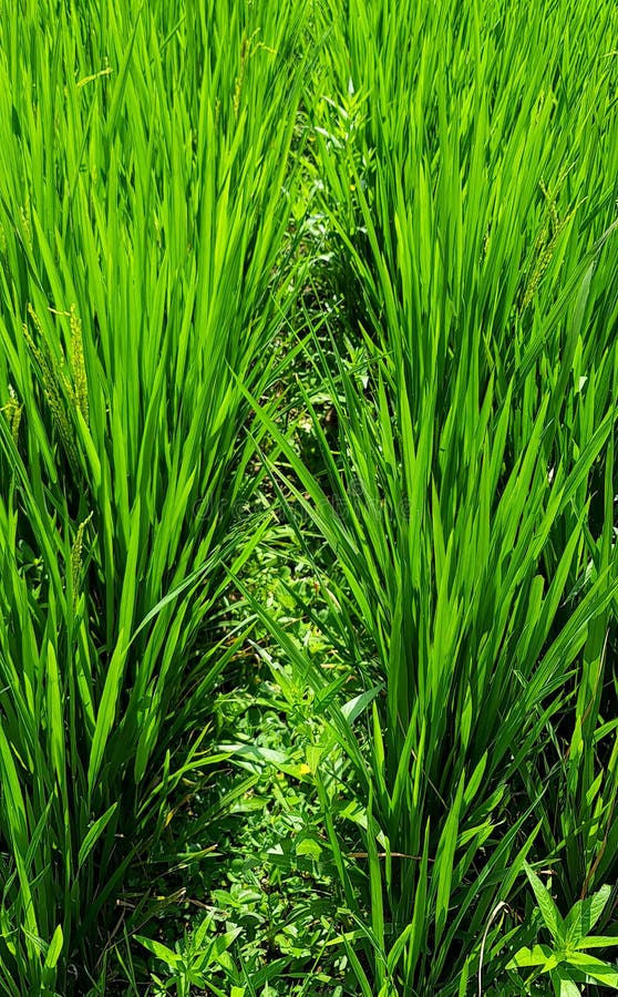 Small Path between Rice Paddies that is Verdant Cropped Style Stock ...