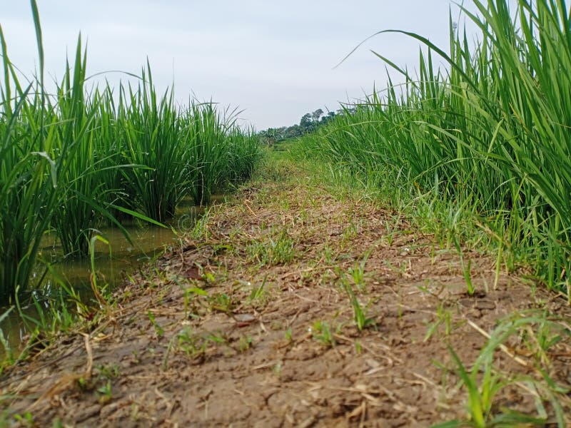 Small Path between Rice Trees Stock Image - Image of still, wetland ...