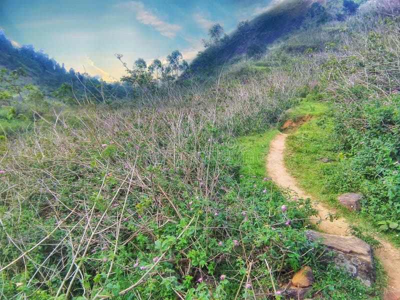 Small Path In The Middle Of Rice Field Stock Photo - Image of soil ...