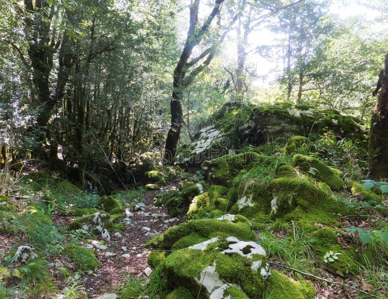 A Small Path, Rock Overgrown with Moss and Trees in the Forest ...