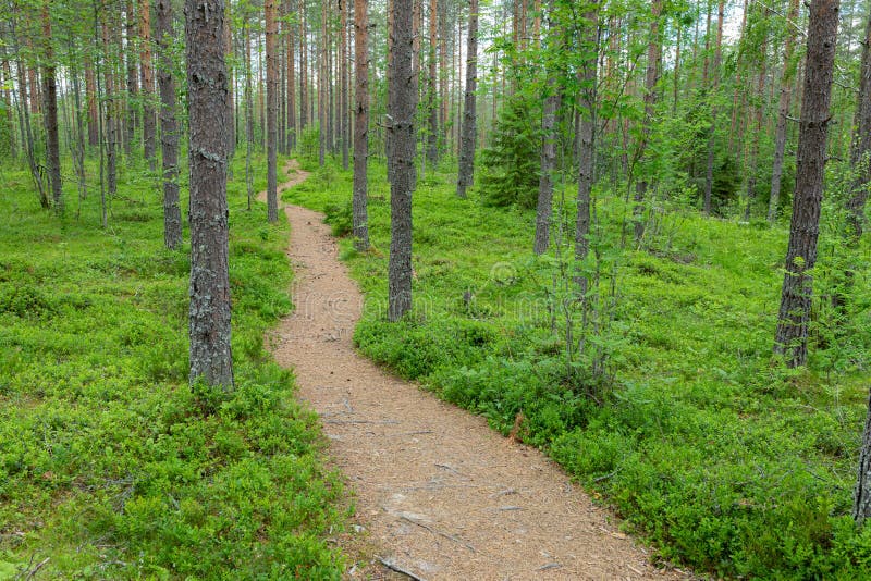 Small Path Trail in Finnish Forest Landscape Stock Image - Image of ...