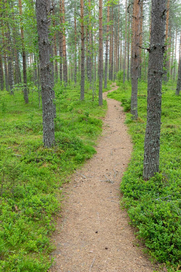 Small Path Trail in Finnish Forest Landscape Stock Photo - Image of ...