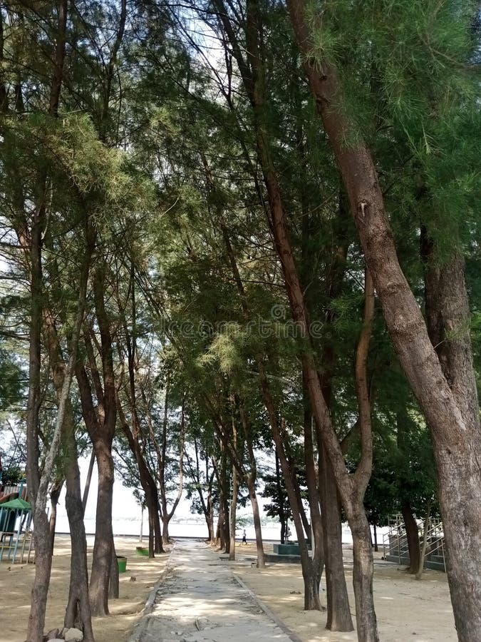 Small Path between Trees on the Beach Stock Photo - Image of small ...