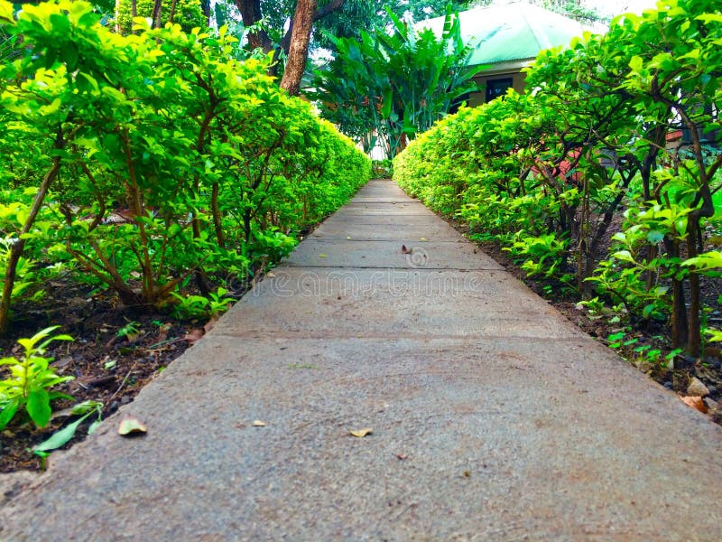 Small path stock photo. Image of nature, small, walking - 70346910