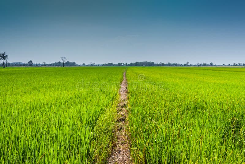 Small Path Way in Middle of Rice Field in Rural Stock Photo - Image of ...