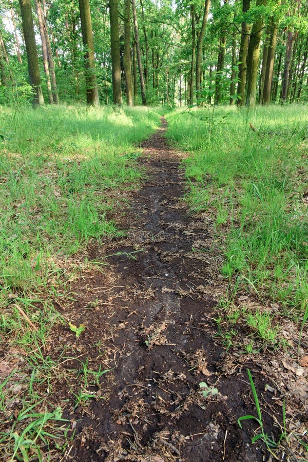 Small path in the woods stock photo. Image of beech - 188621306
