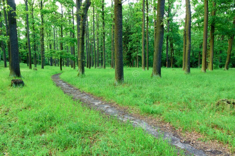 Small path in the woods stock photo. Image of green - 188621222