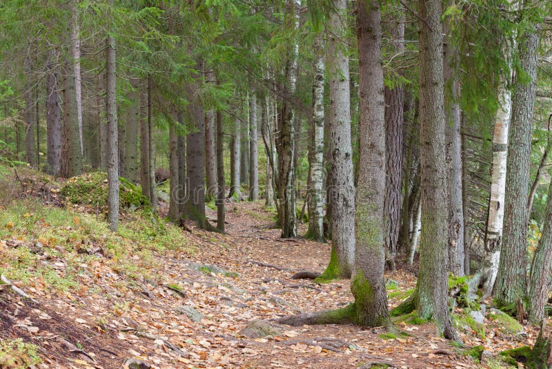 Small Pathway in the Nature Stock Image - Image of small, path: 97761411