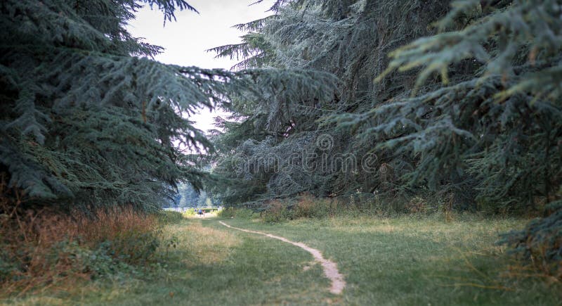 Small Pathway into the Forest of Big Blue Pine Trees and Cedar Stock ...