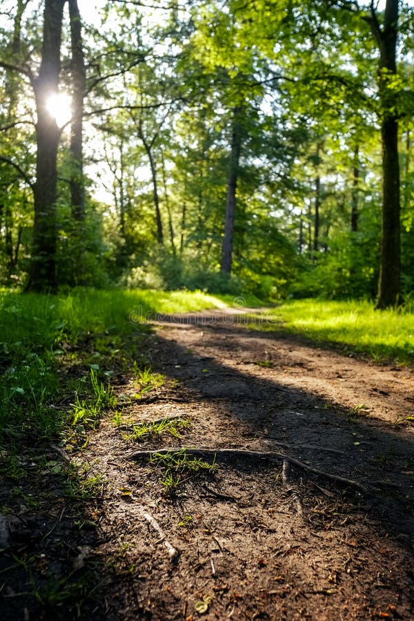 Small Pathway in Forest in Sunny Morning Stock Image - Image of trail ...