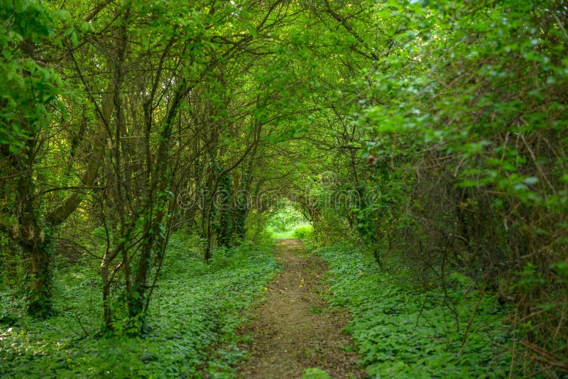 Small Pathway in the Nature Stock Image - Image of small, path: 97761411