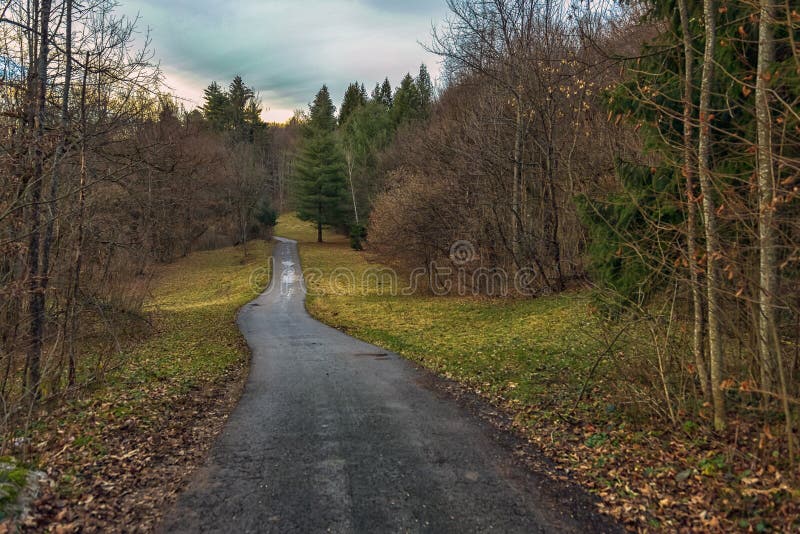 Small Pathway Going Trough the Forest Stock Image - Image of tree ...