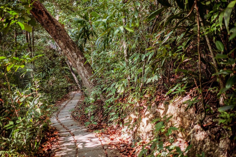 Small Pathway in the Nature Stock Image - Image of small, path: 97761411