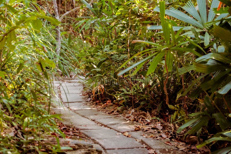 Small Pathway in the Nature Stock Image - Image of small, path: 97761411