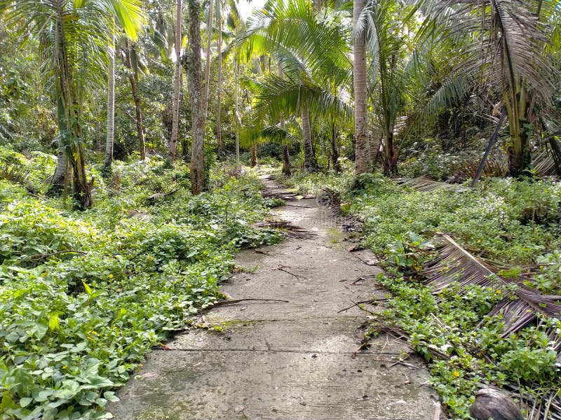 Small Pathway Surrounded with Coconut Tree& X27;s Stock Image - Image ...