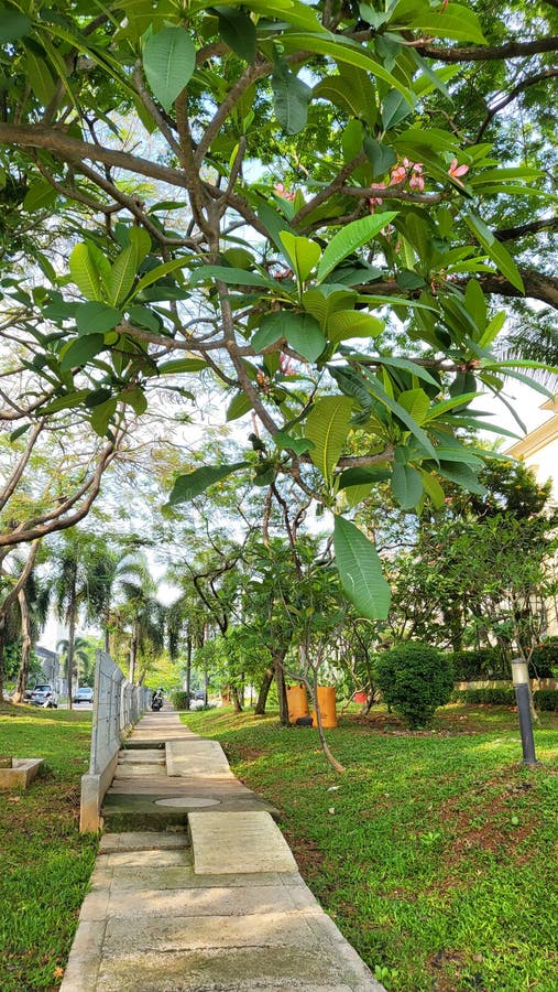 Small Pathways Surrounding by Tropical Trees Stock Image - Image of ...