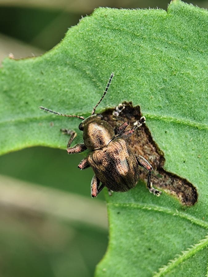 Small, Patterned Brown Beetle on a Textured Green Leaf. Macro Insect ...